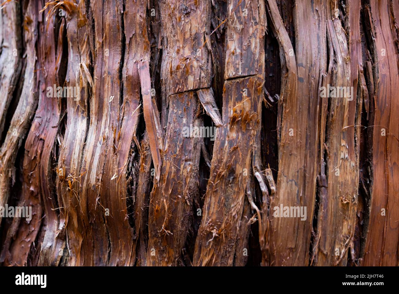 A wooden texture of cedar tree Stock Photo - Alamy