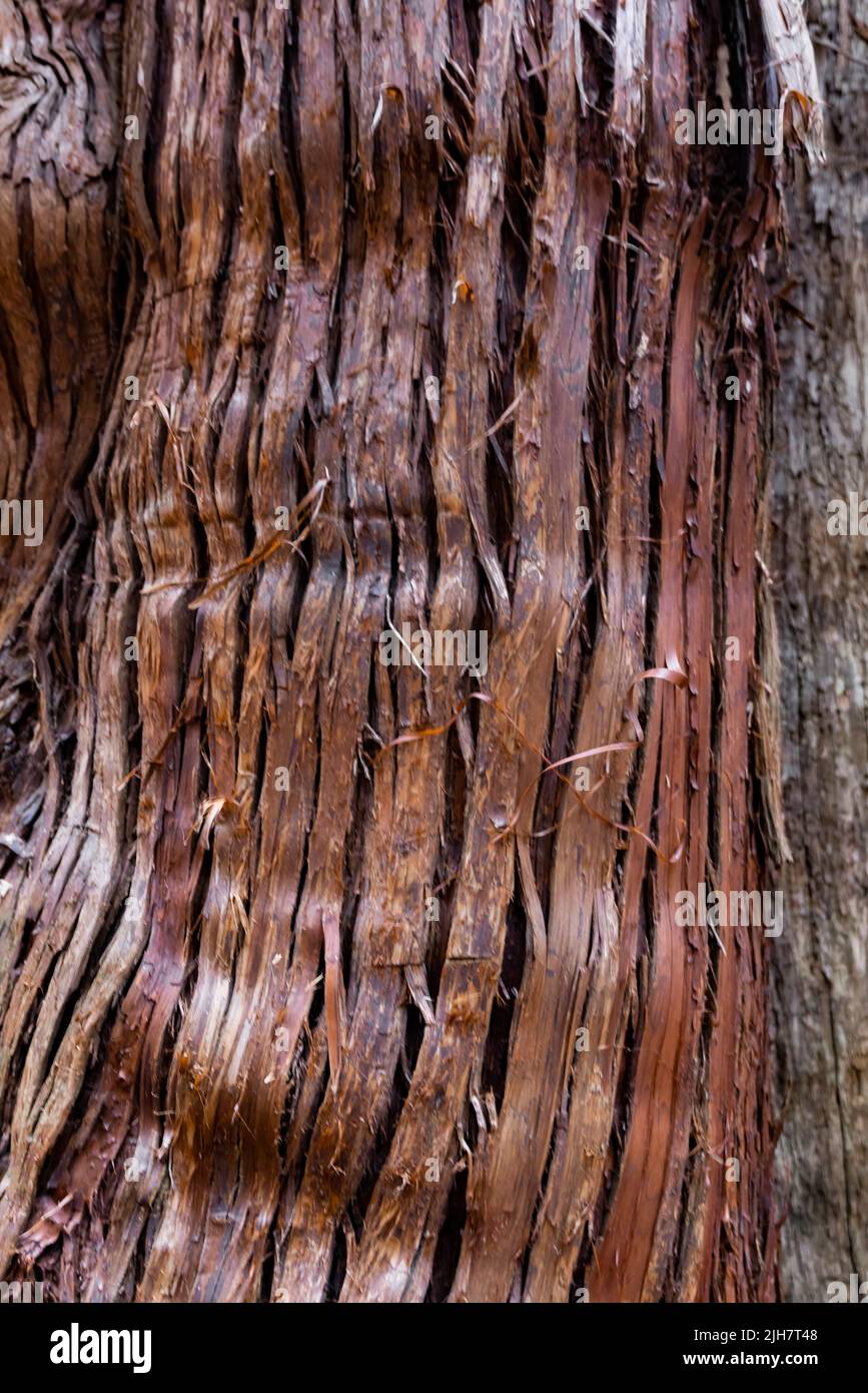 A wooden texture of cedar tree Stock Photo - Alamy