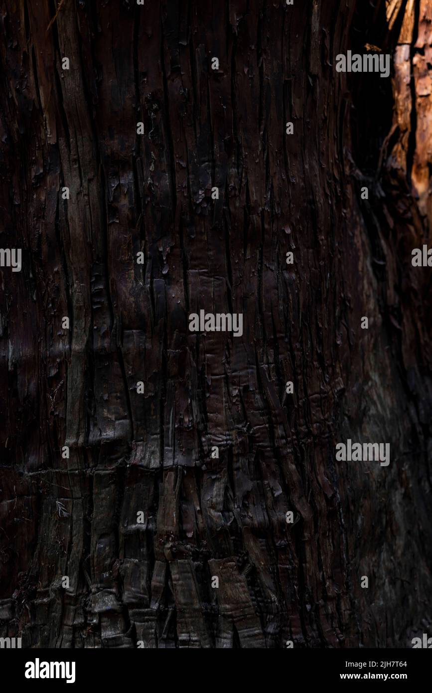 A wooden texture of cedar tree Stock Photo - Alamy