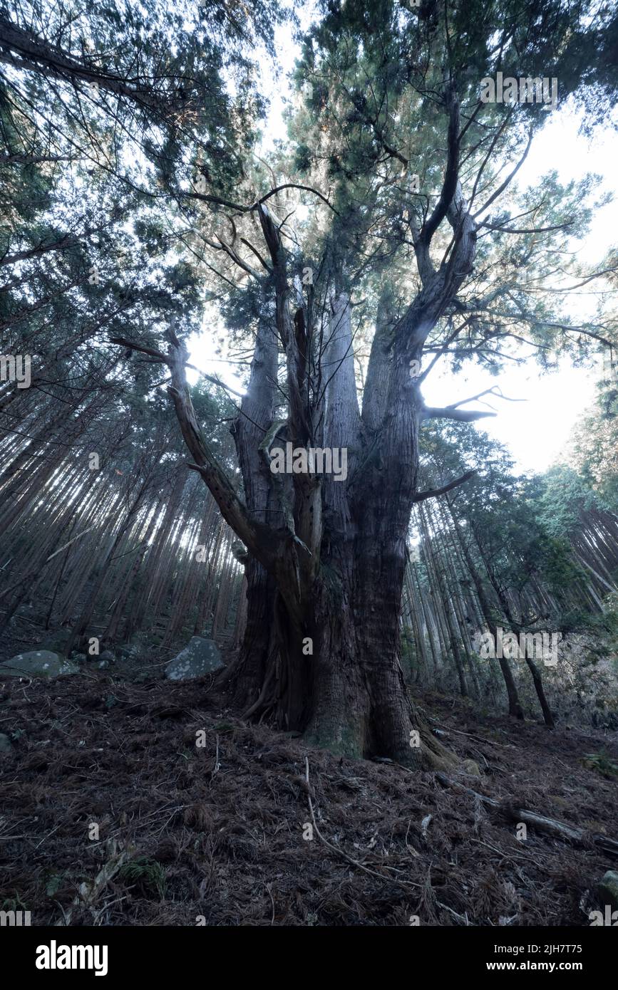 A Japanese big cedar tree in the mysterious forest daytime Stock Photo ...