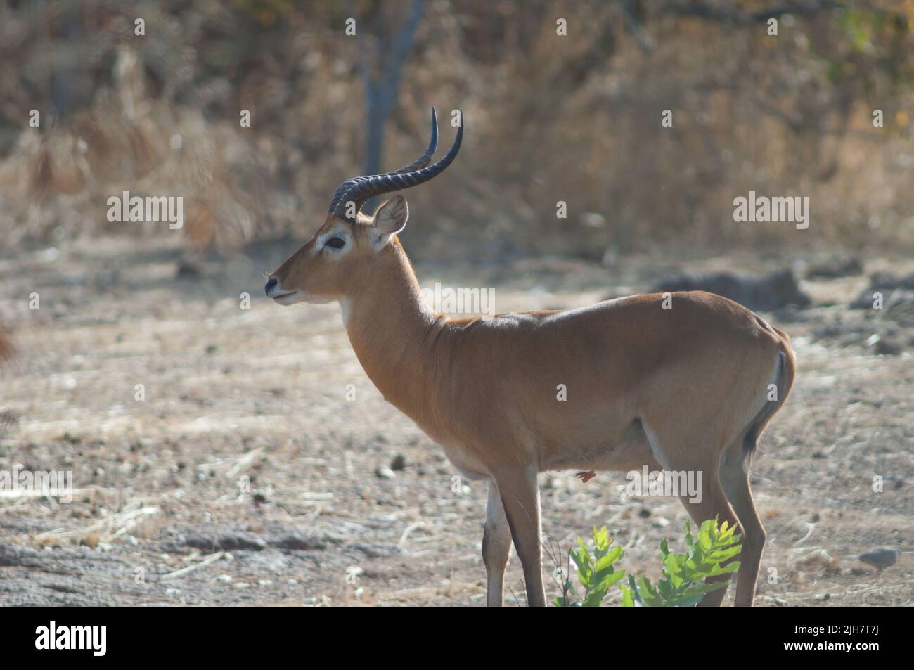 Male Buffon's kob Kobus kob kob. Niokolo Koba National Park ...