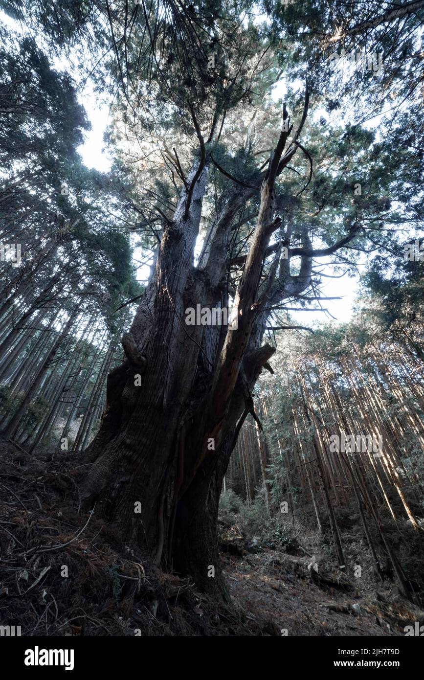 A Japanese big cedar tree in the mysterious forest daytime Stock Photo ...