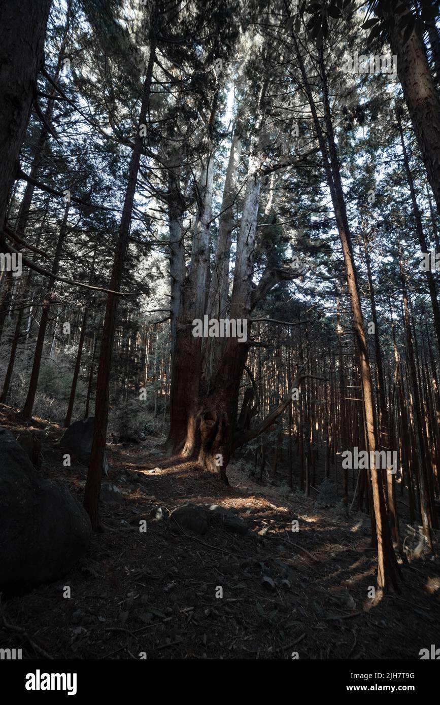 A Japanese big cedar tree in the mysterious forest daytime Stock Photo ...