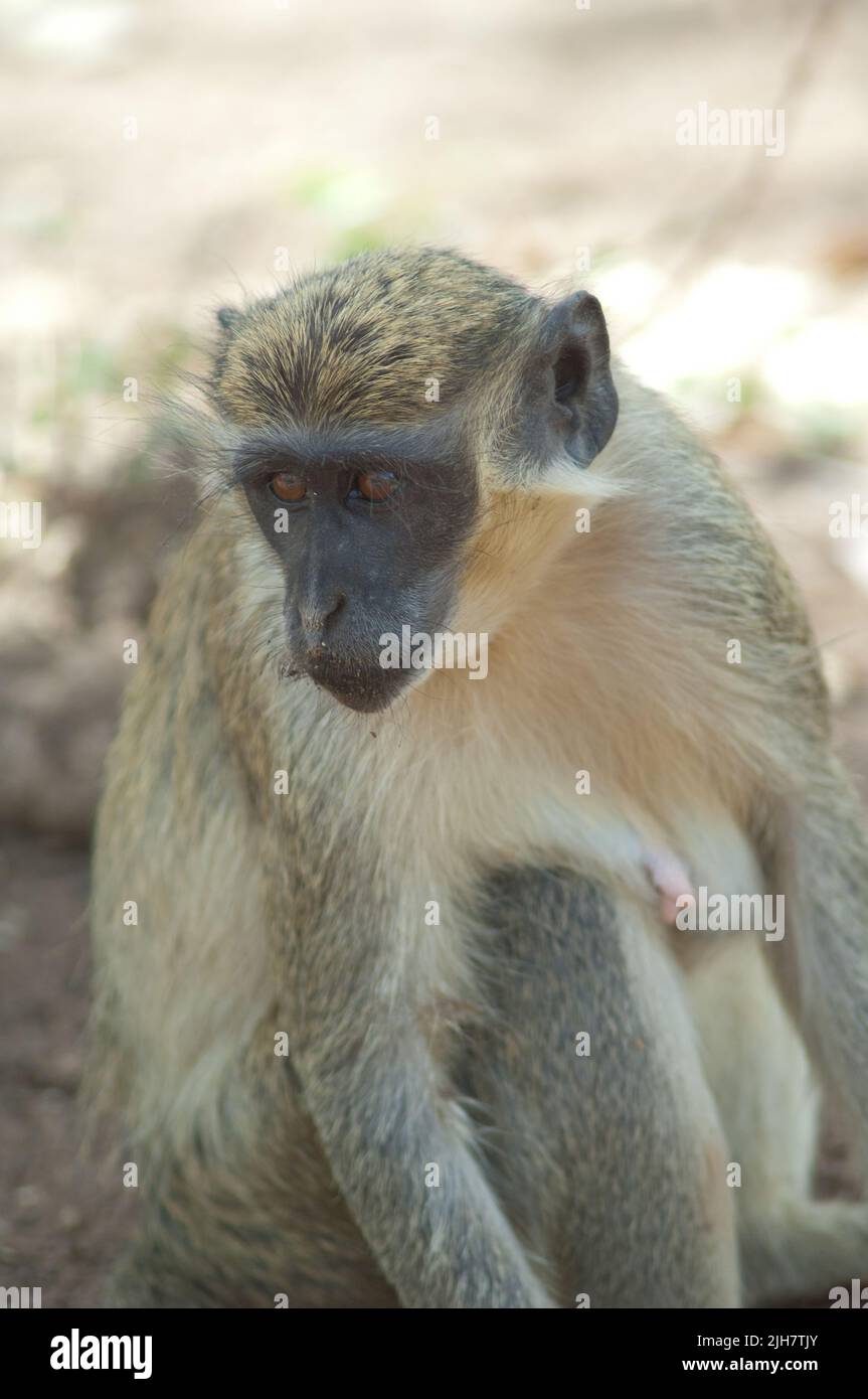 Green monkey Chlorocebus sabaeus in Niokolo Koba National Park ...