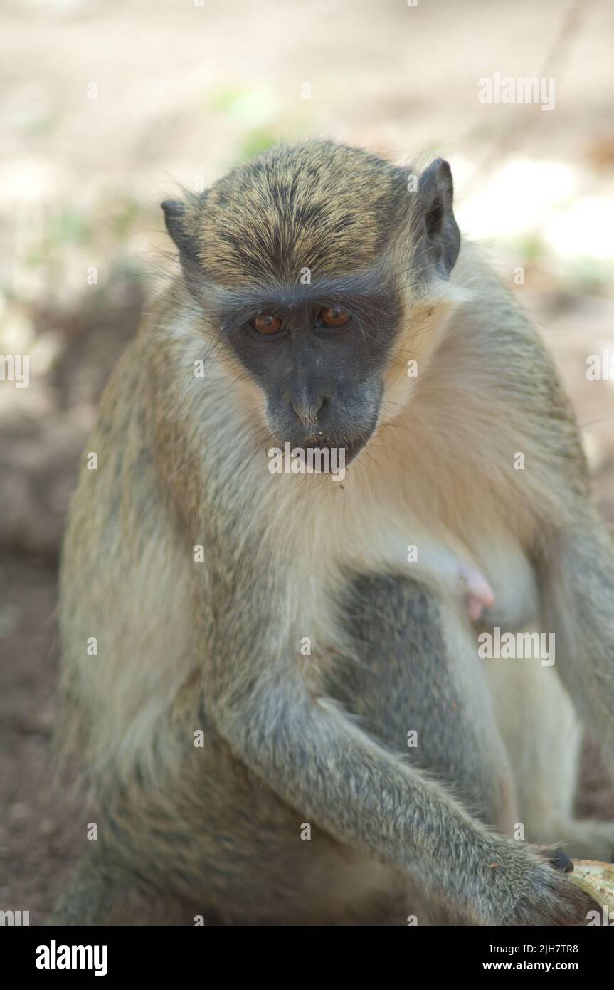 Green monkey Chlorocebus sabaeus in Niokolo Koba National Park ...