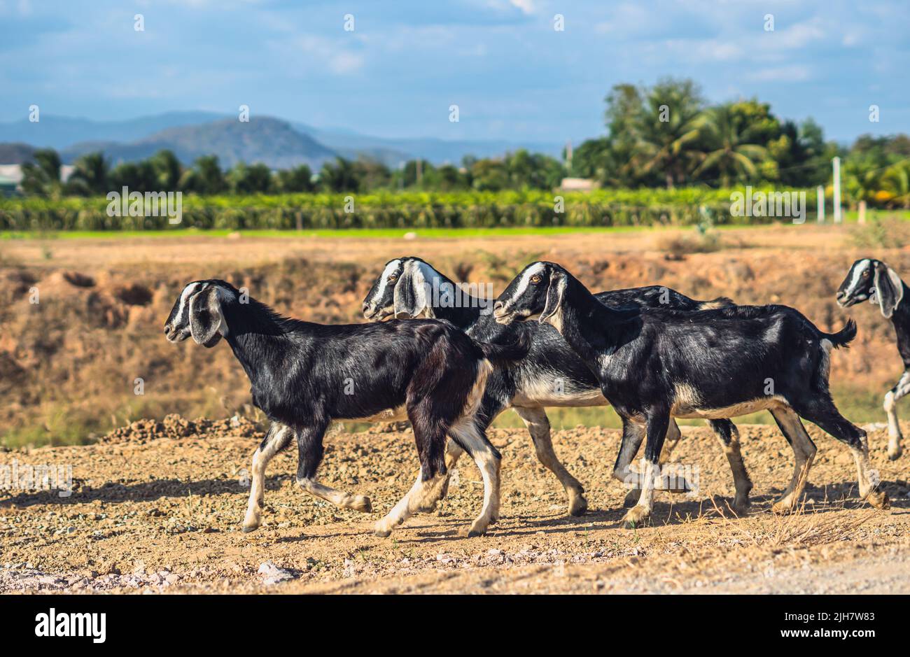 Beautiful summer landscape. Graceful black white goats glossy coats ...