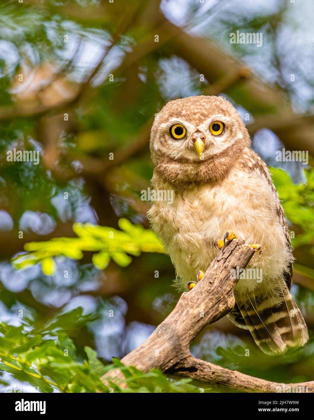 Resting but alert hi-res stock photography and images - Alamy