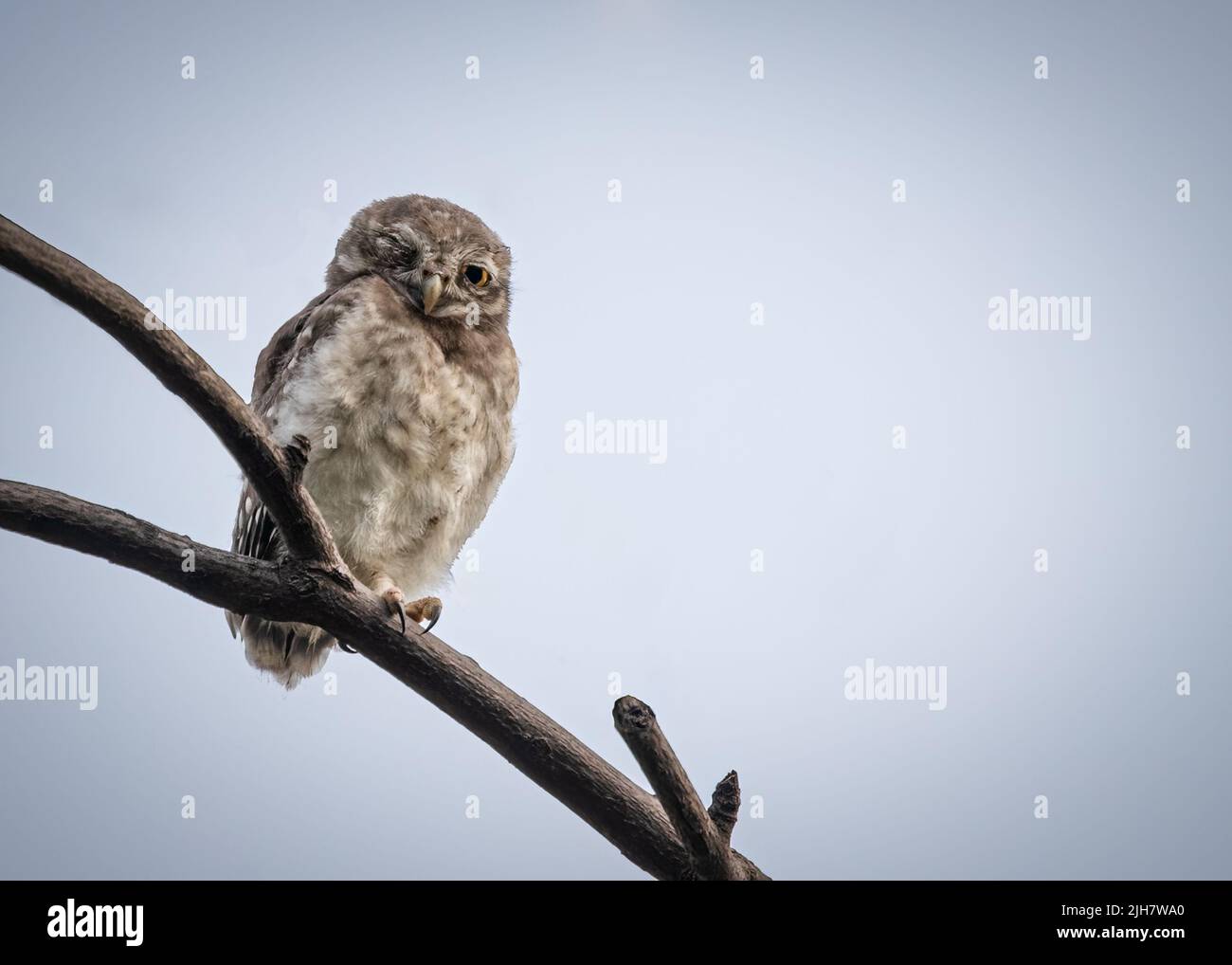 Blinking bird eye hi-res stock photography and images - Alamy