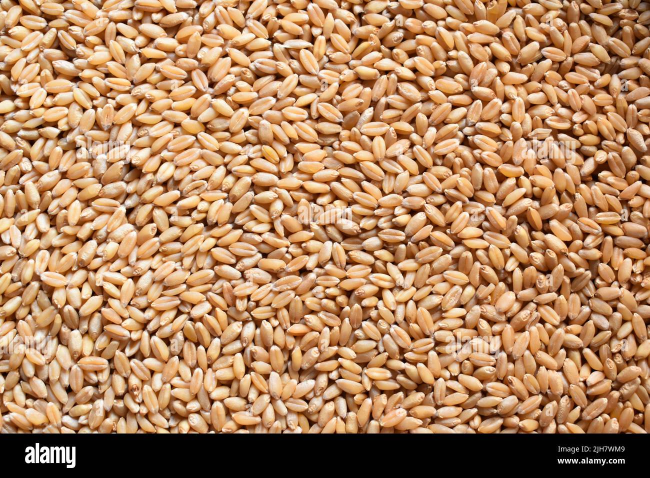 Raw whole dried wheat cereal grains Stock Photo - Alamy