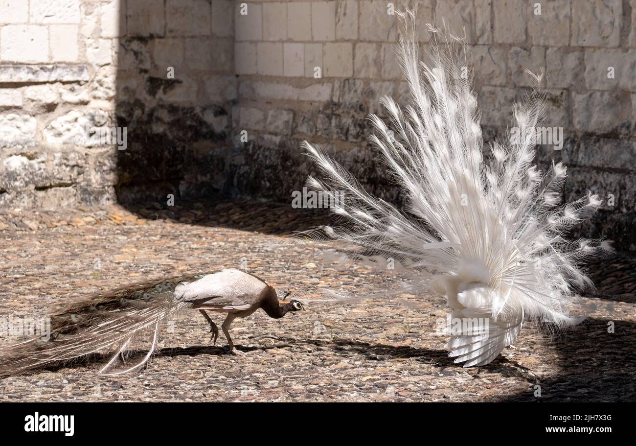 Two peafowl, one a white peahen and the other an opal peacock ...