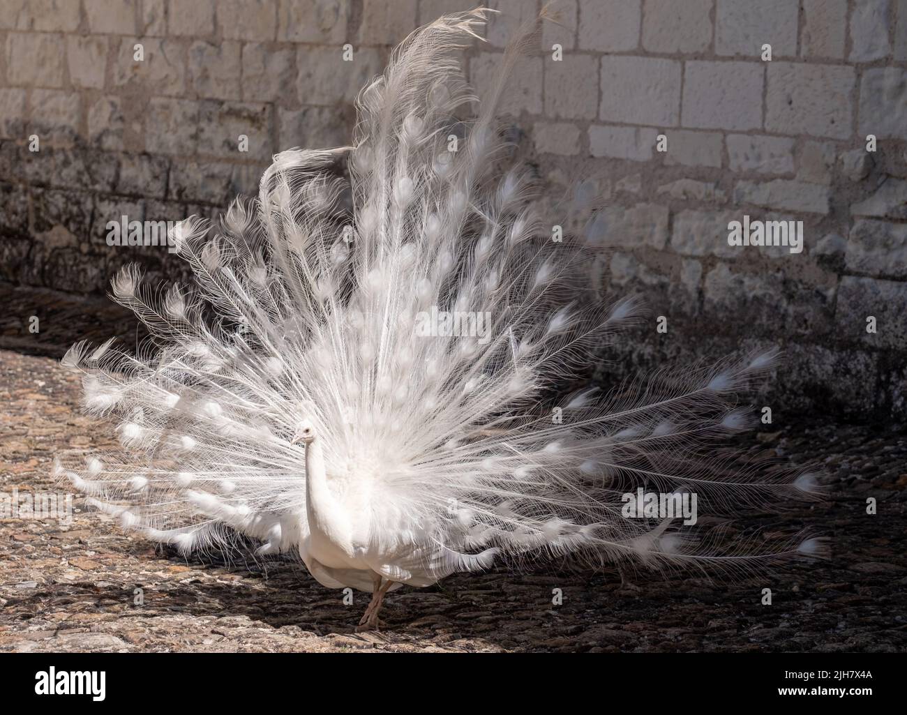 White peacock displaying its feathers as part of a mating ritual, in ...