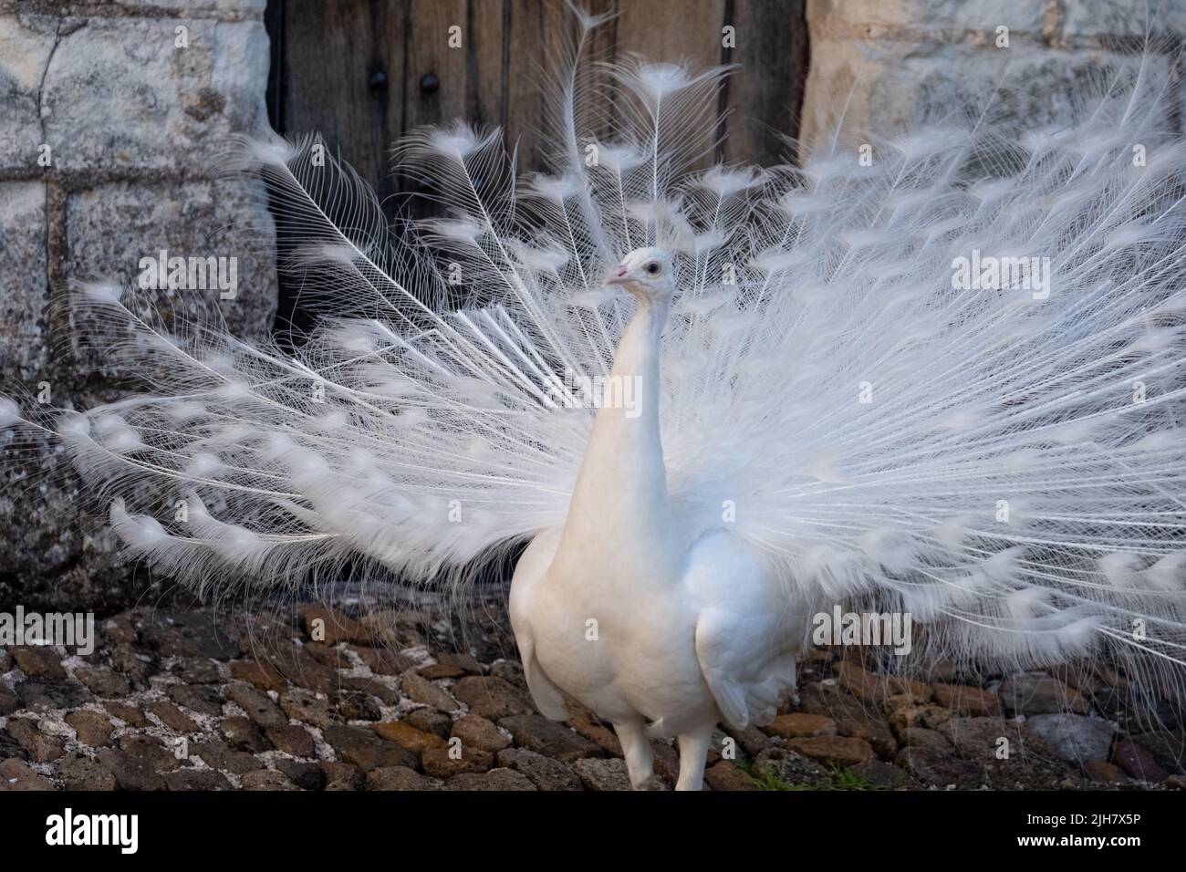 White peacock displaying its feathers as part of a mating ritual, in ...