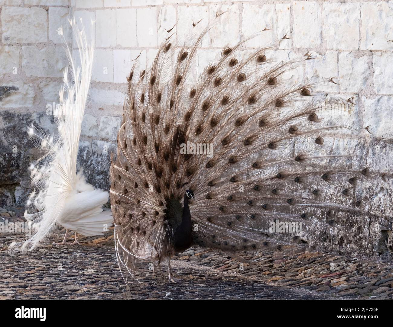 Two peafowl, one a white peahen and the other an opal peacock ...