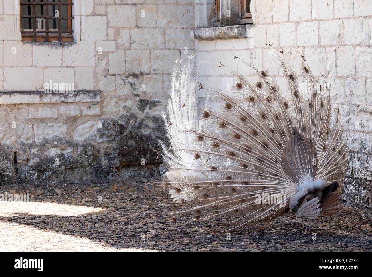Two peafowl, one a white peahen and the other an opal peacock ...