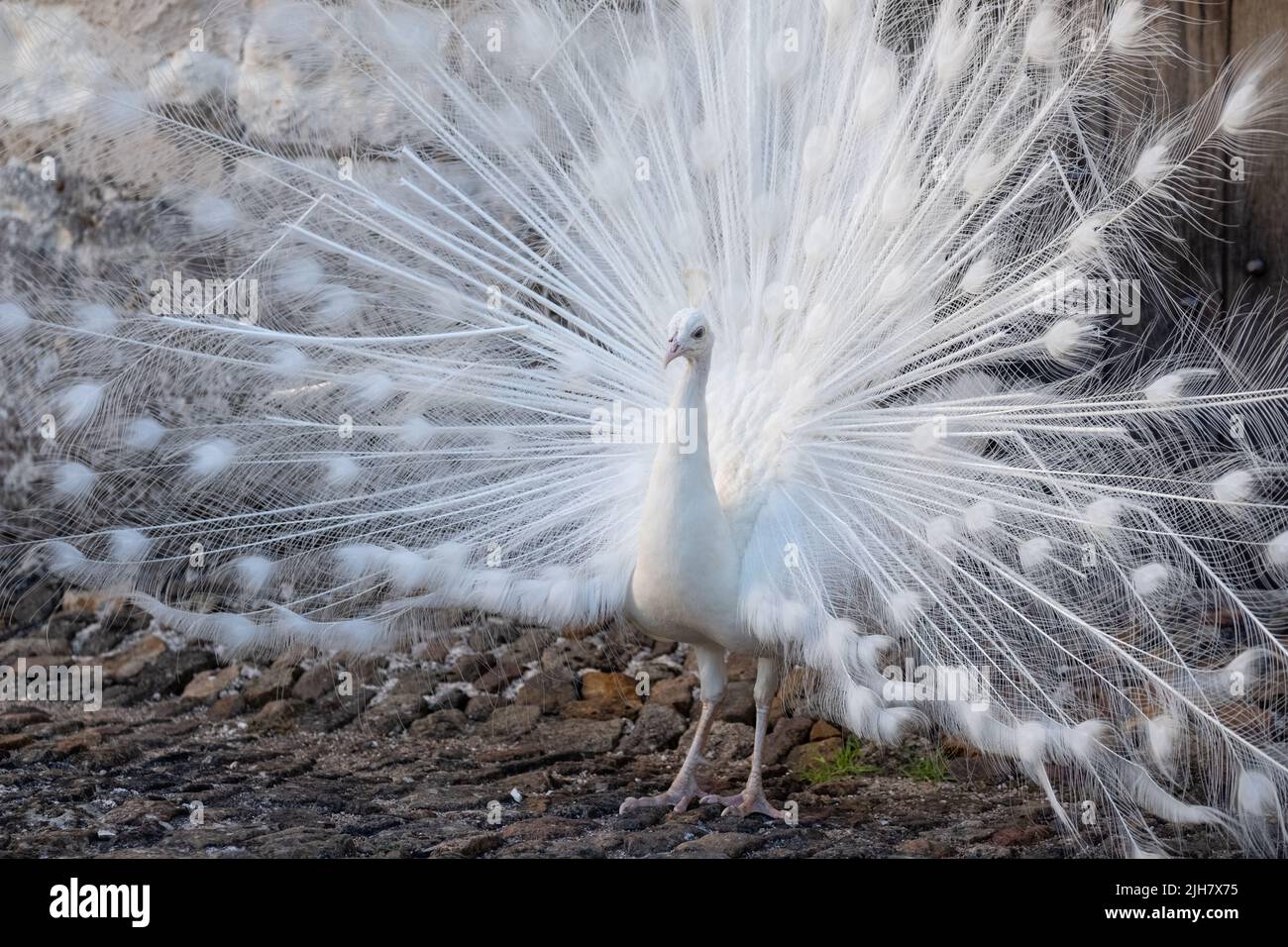White peacock displaying its feathers as part of a mating ritual, in ...