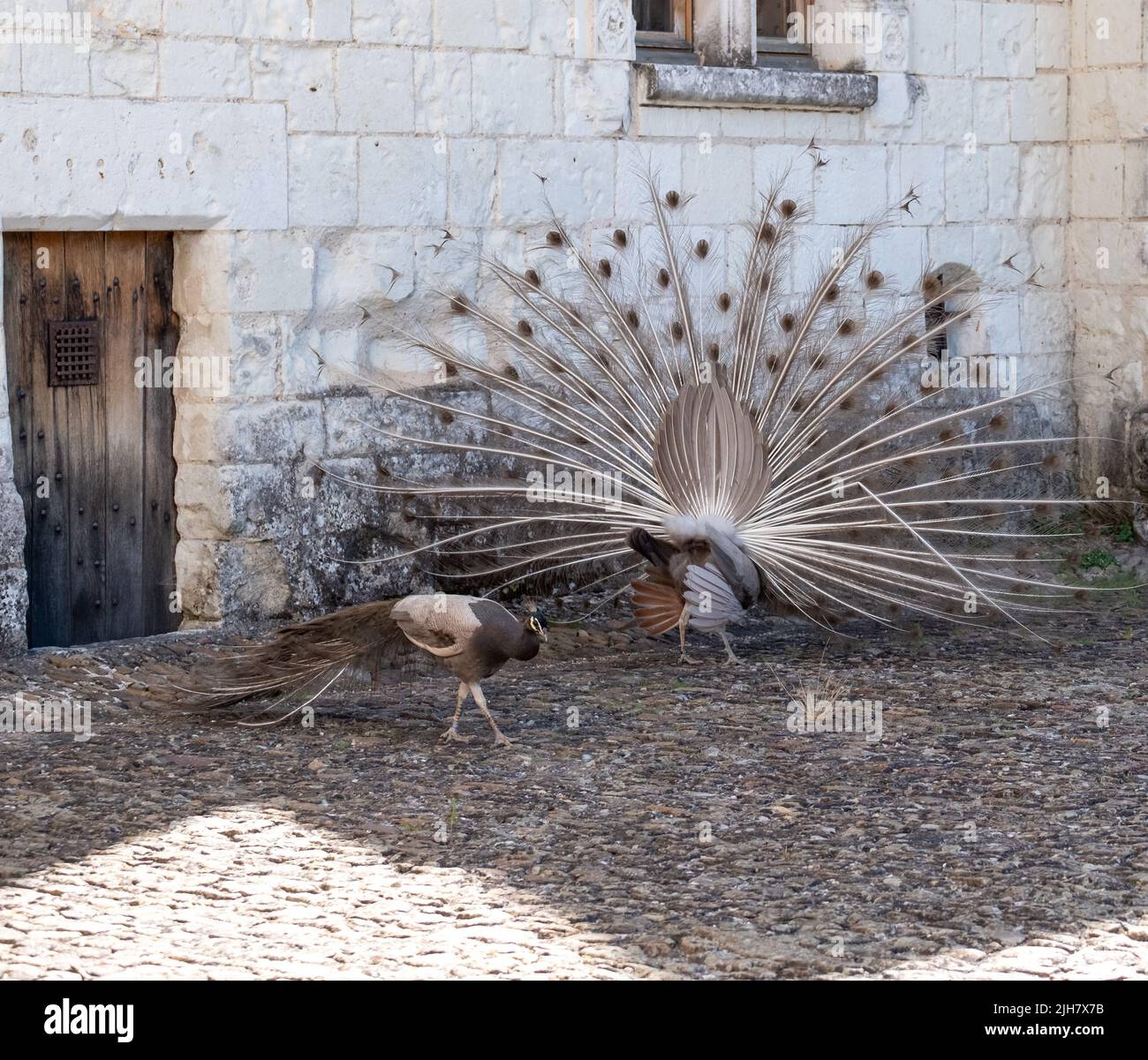 Two peafowl, one a white peahen and the other an opal peacock ...