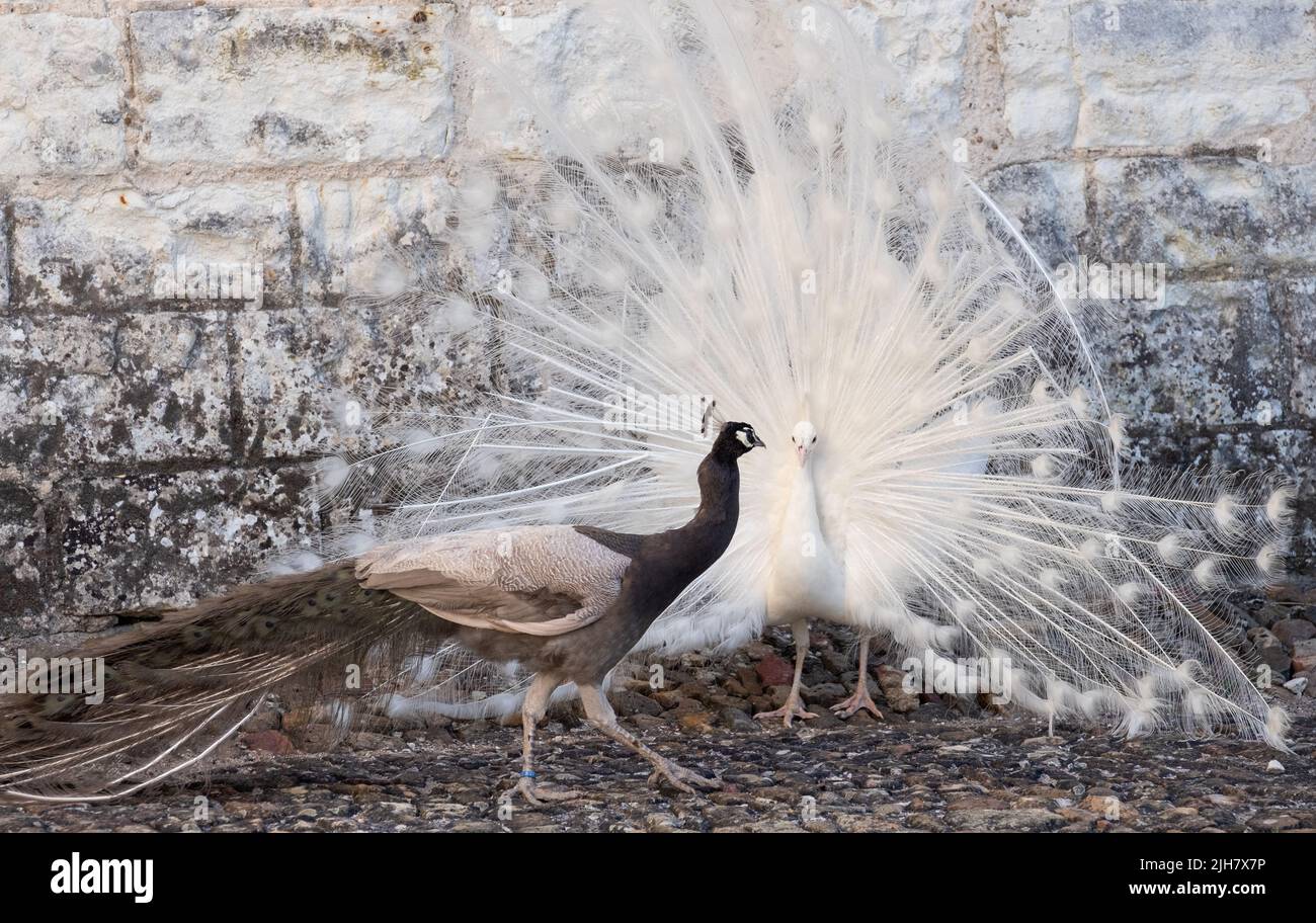 Two peafowl, one a white peahen and the other an opal peacock ...