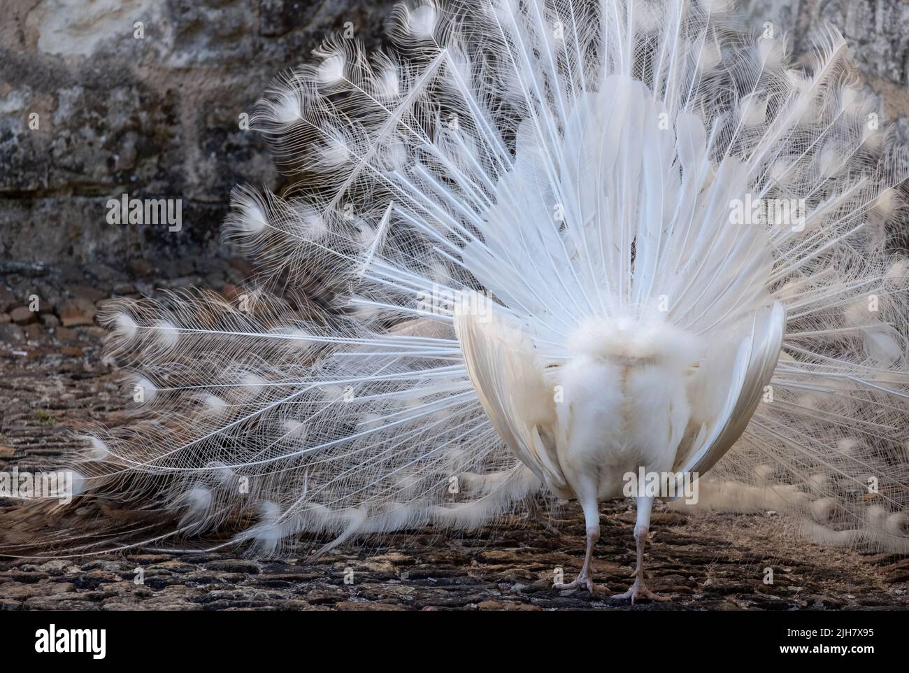 White peacock displaying its feathers as part of a mating ritual, in ...
