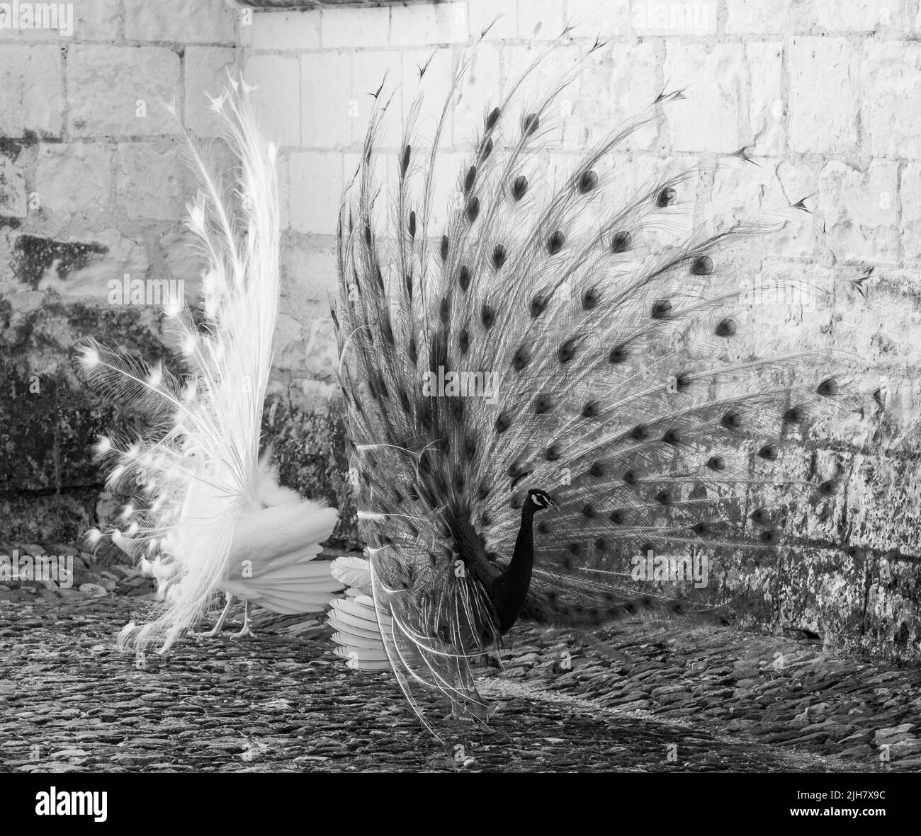 Two peafowl, one a white peahen and the other an opal peacock ...