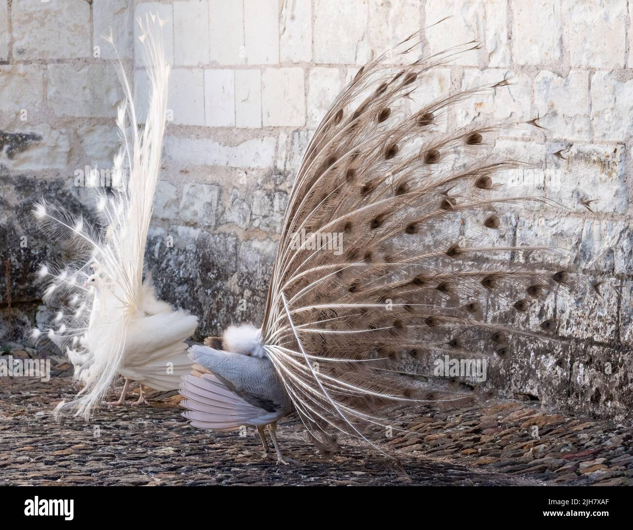 Two peafowl, one a white peahen and the other an opal peacock ...