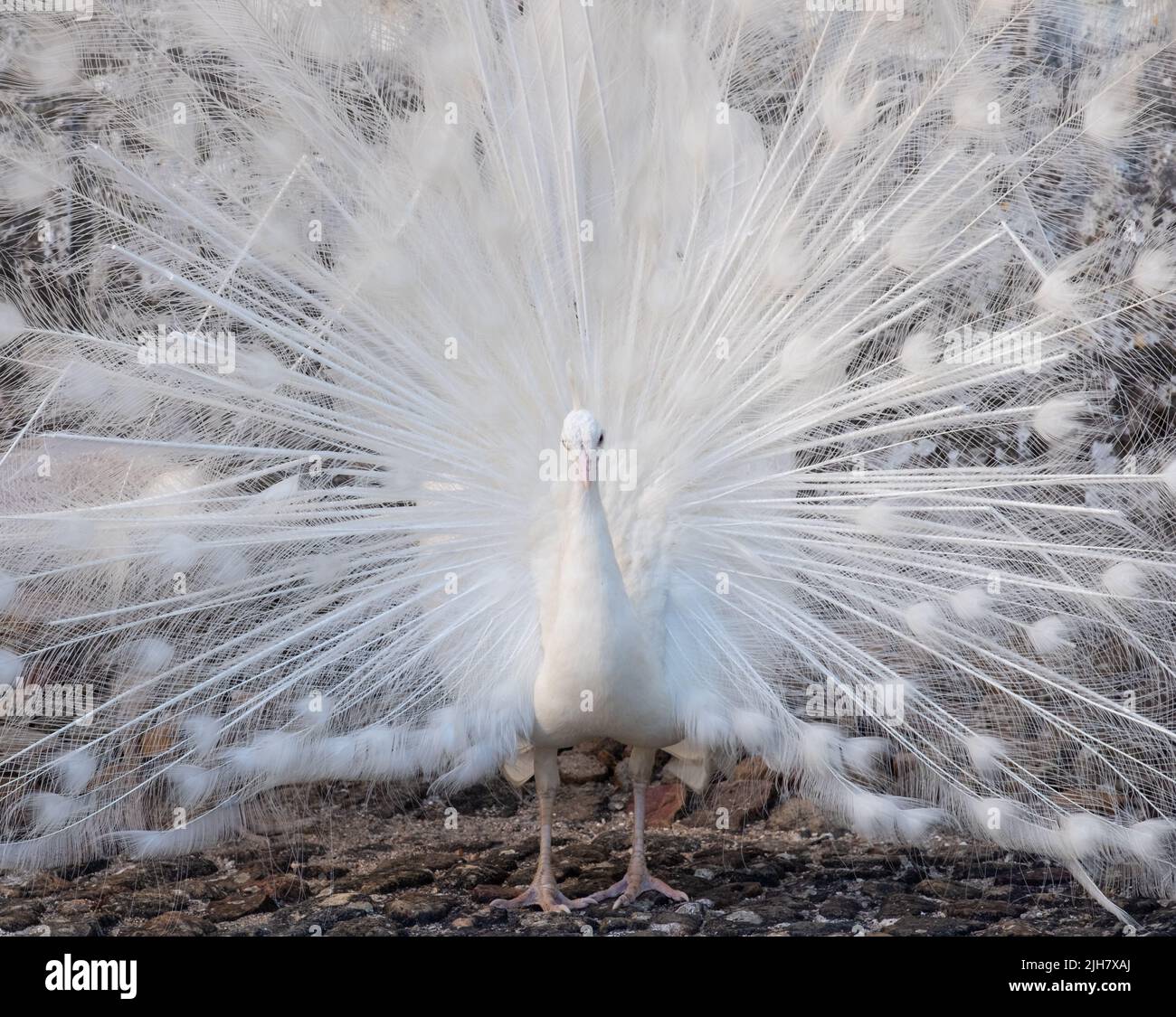 White peacock displaying its feathers as part of a mating ritual, in ...