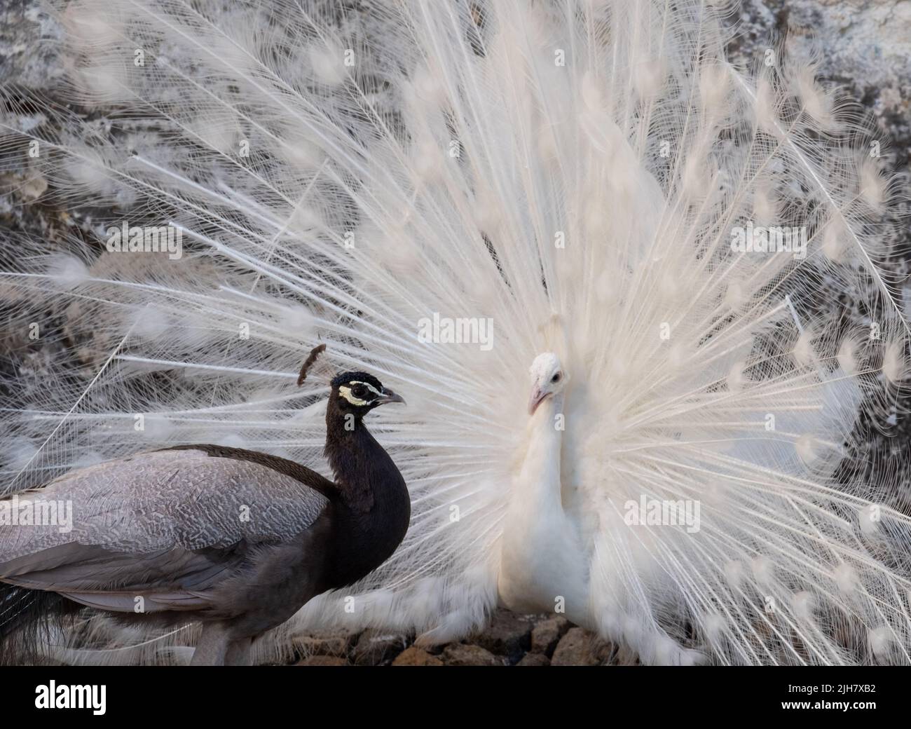 Two peafowl, one a white peahen and the other an opal peacock ...