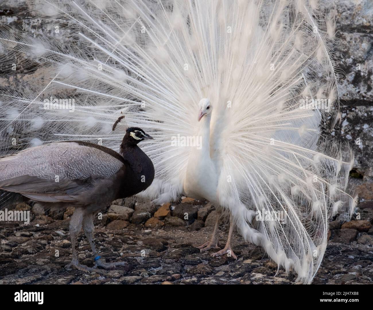 Two peafowl, one a white peahen and the other an opal peacock ...