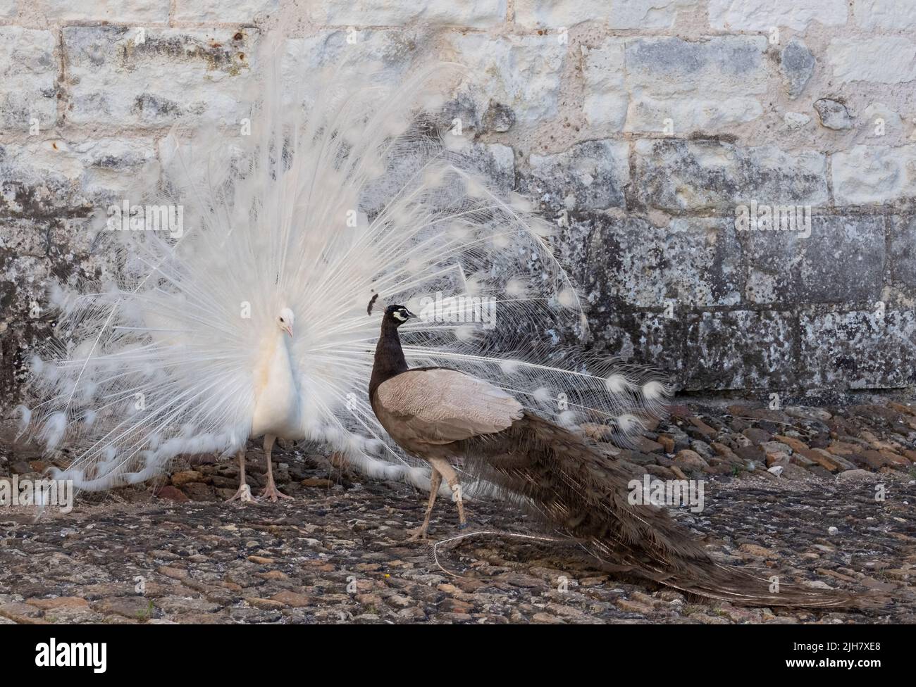 Two peafowl, one a white peahen and the other an opal peacock ...