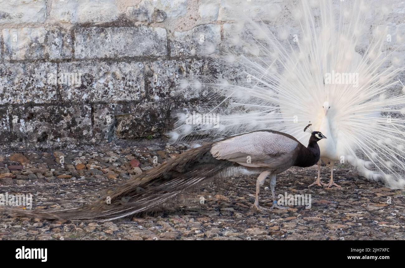 Two peafowl, one a white peahen and the other an opal peacock ...