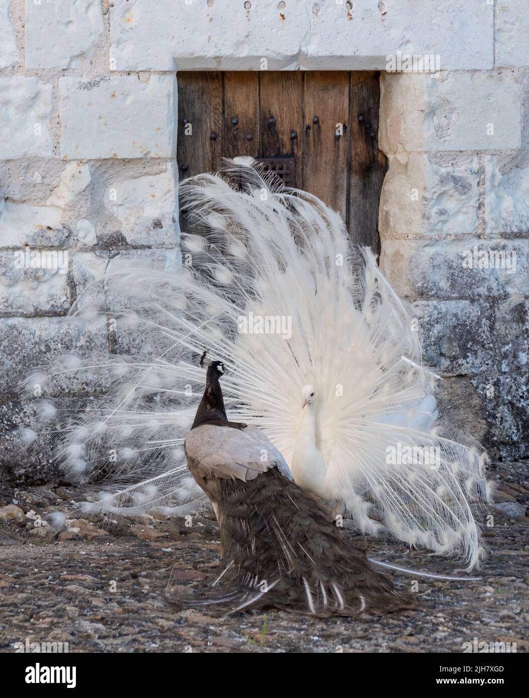Two peafowl, one a white peahen and the other an opal peacock ...