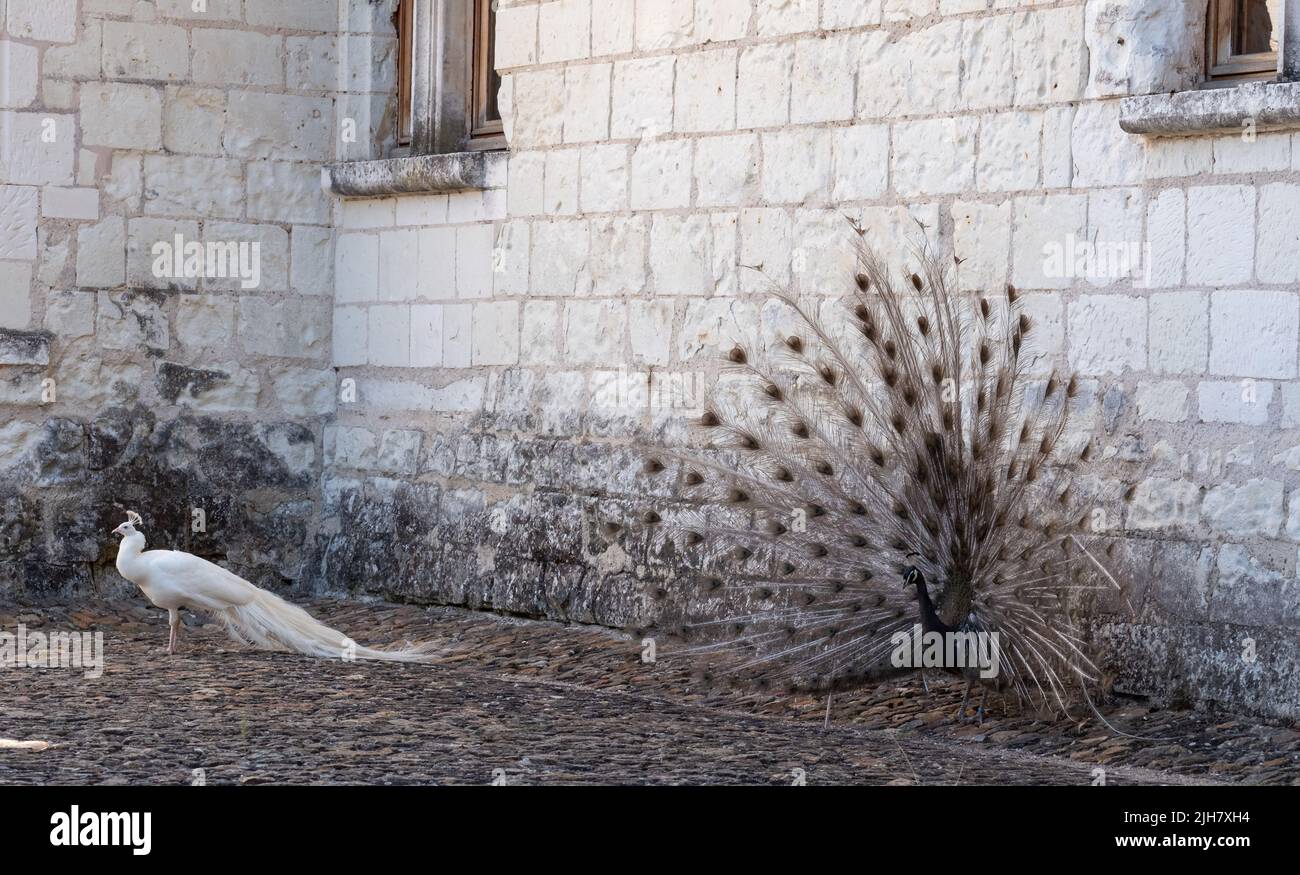 Two peafowl, one a white peahen and the other an opal peacock ...