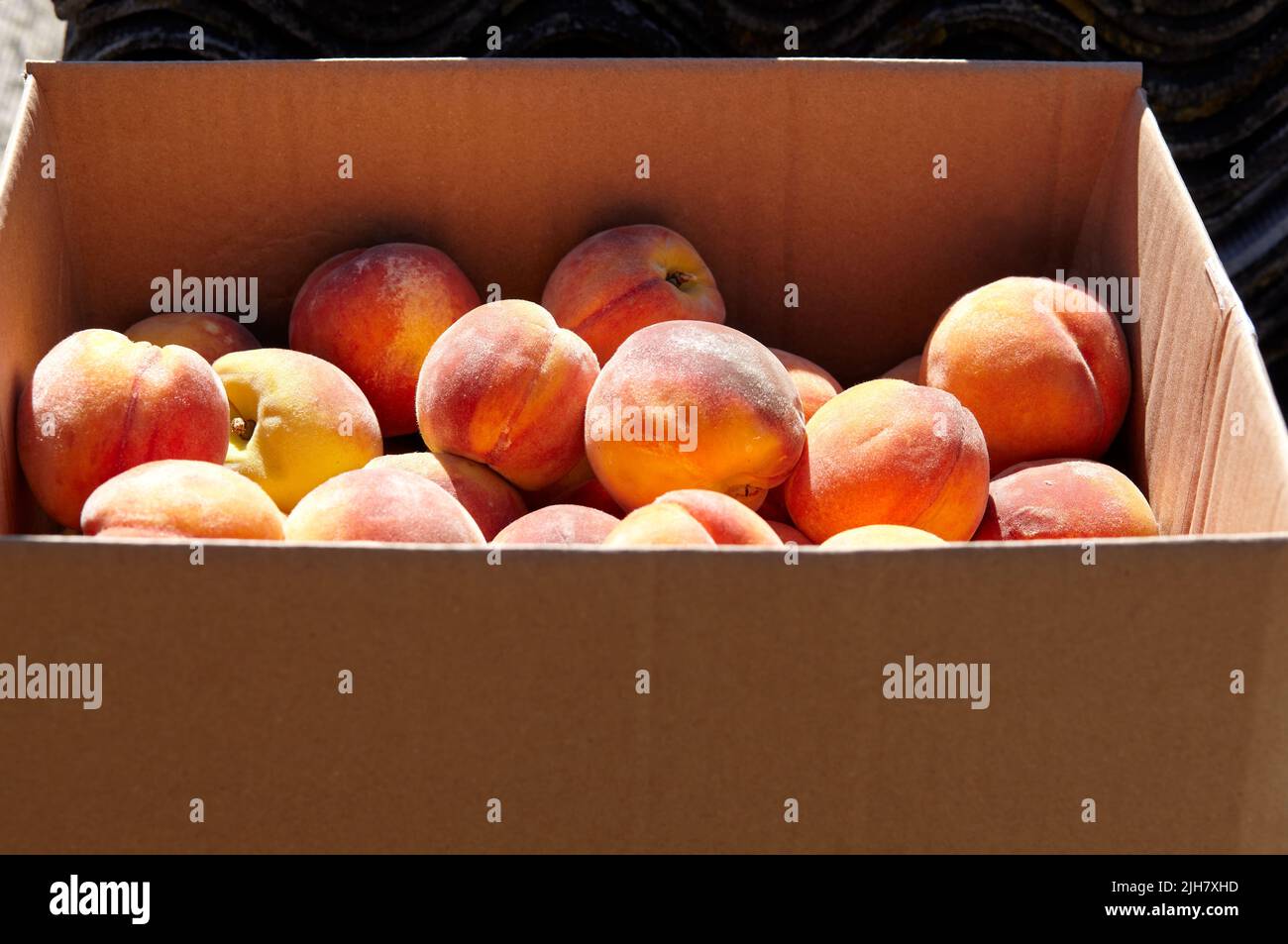 Fresh ripe peaches as background from orchard, top view. Peaches in a ...