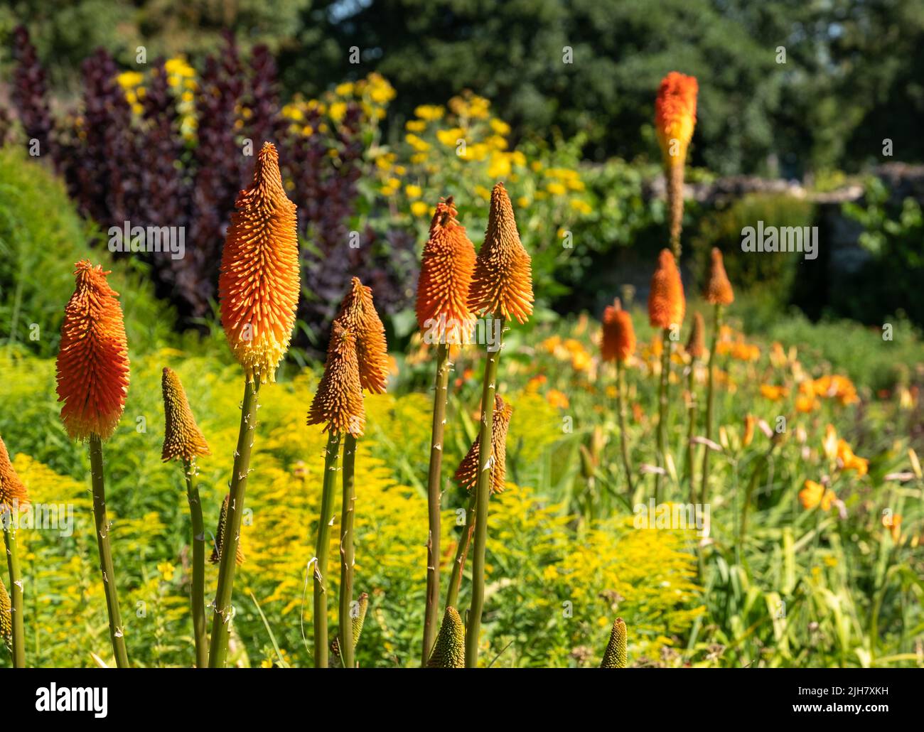 Red hot poker flowers in the stunning garden at Jardin du Plessis ...