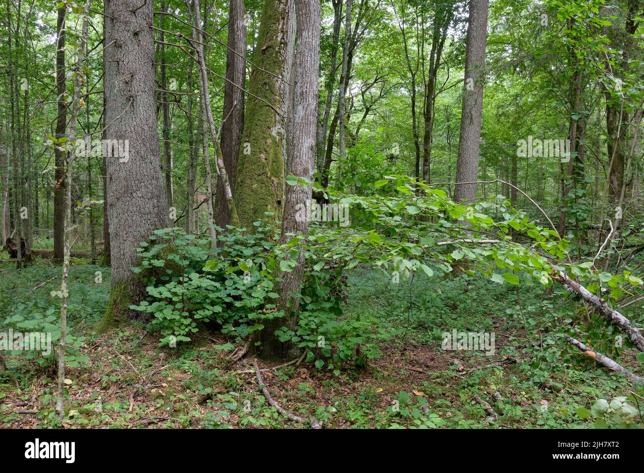 Old spruce tree and old hornbeam trees in background in summertime ...