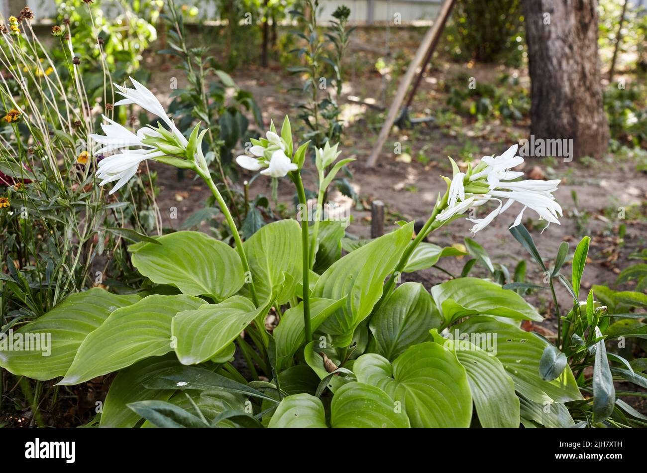 The flowering hosta bushes. Hosta - an ornamental plant for landscaping ...