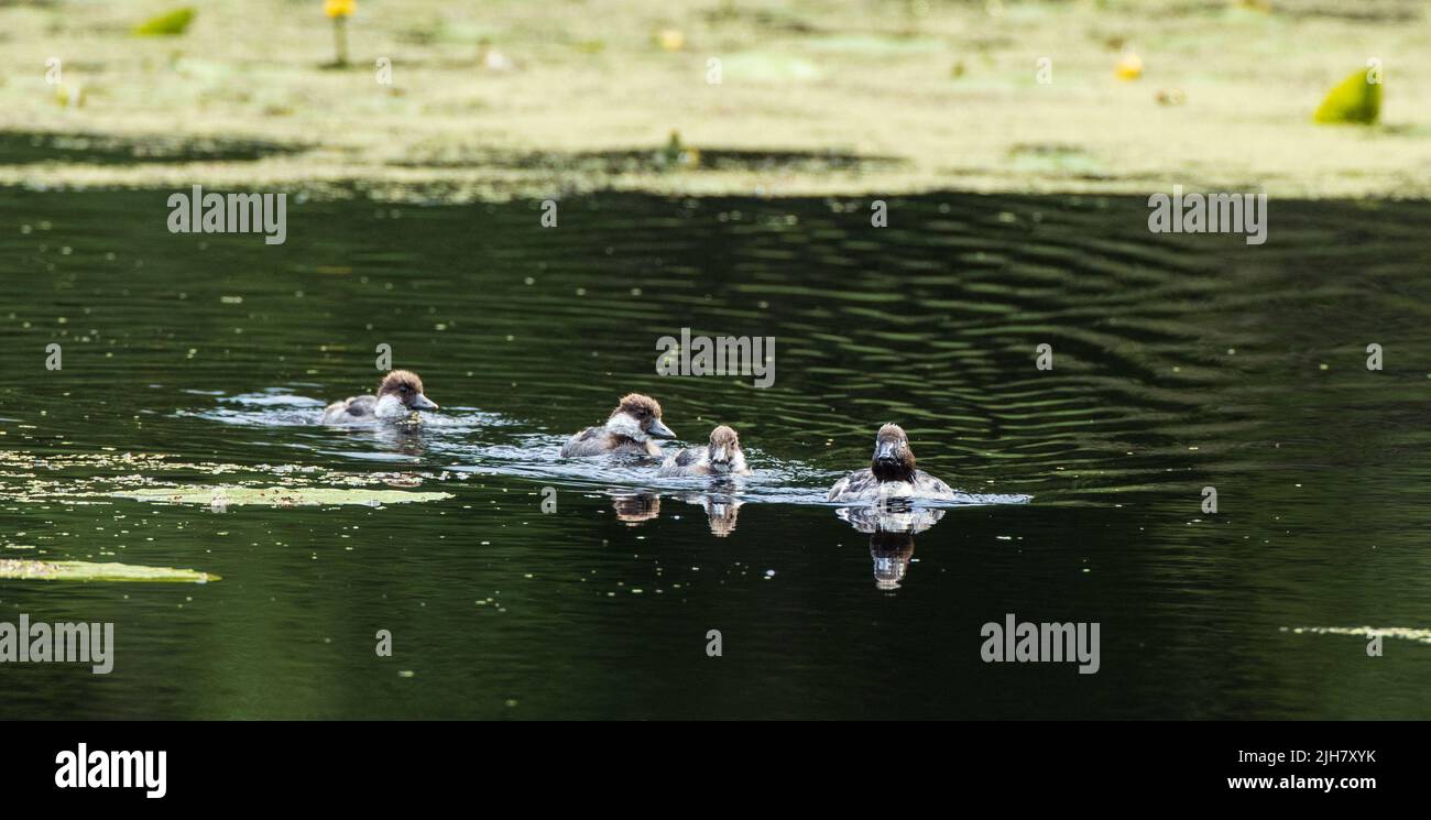 Common Goldeneye(Bucephala clangula)with nestlings in water, Bialowieza ...