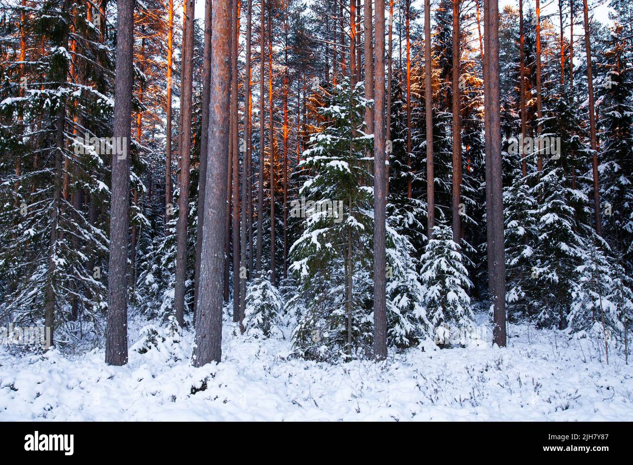 Snowy and darkening coniferous boreal forest in Estonia during a cold ...