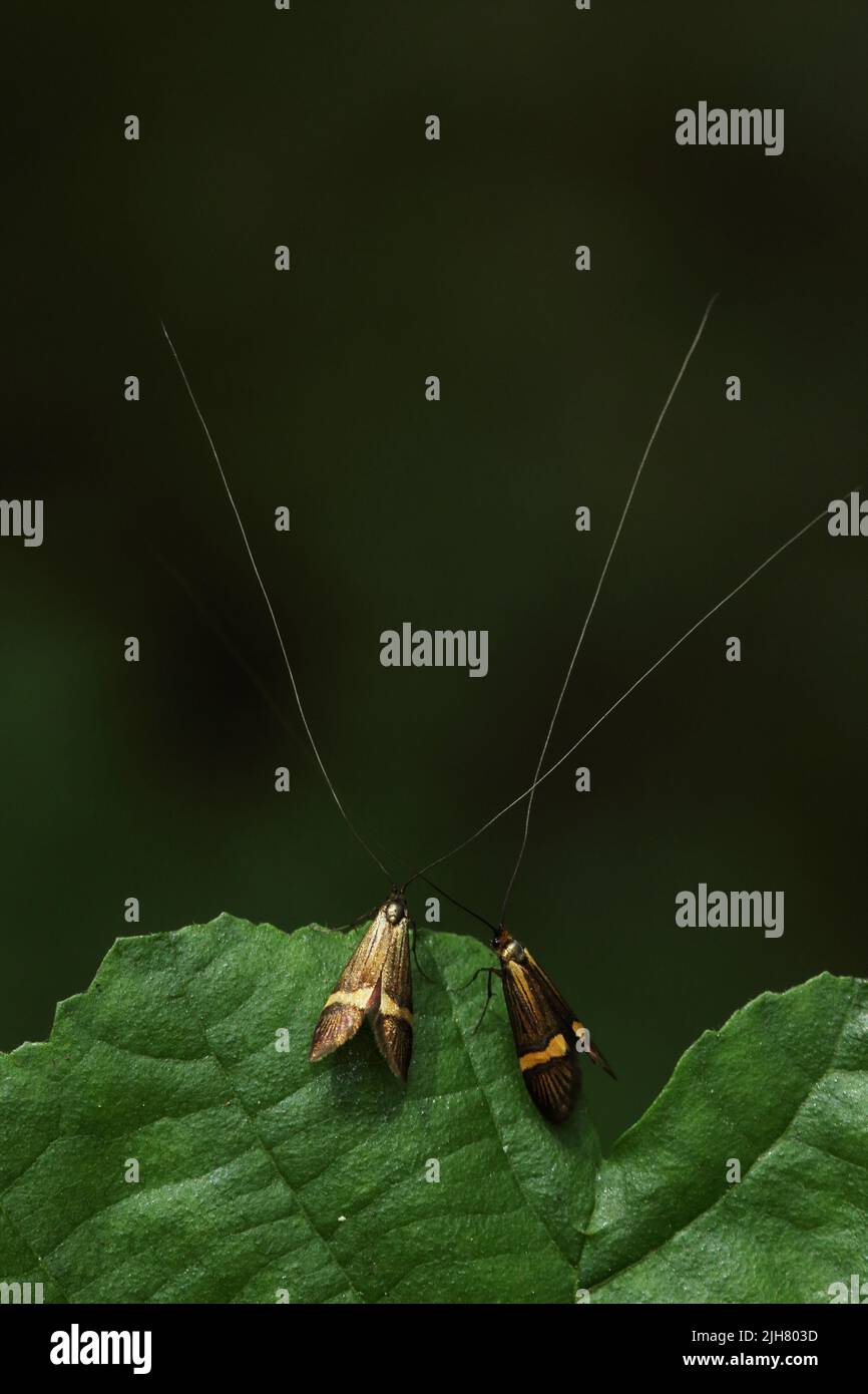 Two Cauchas fibulella moths resting on a leaf. It is a day-active moth ...
