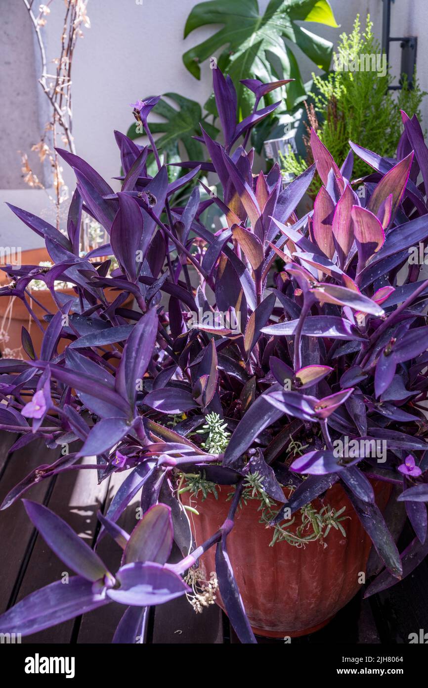 Purple Heart Ground Cover Plant