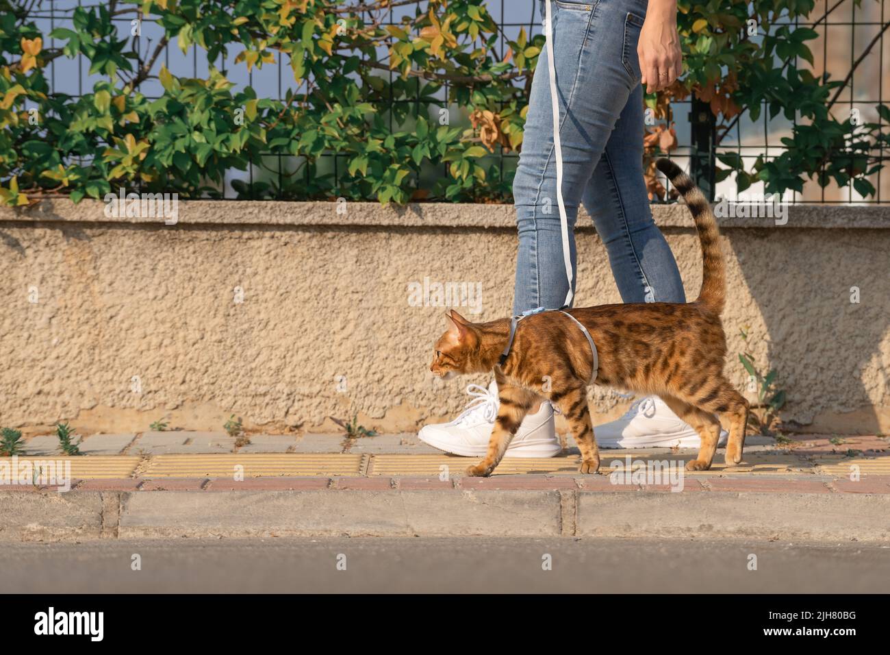 Women cat walk hi-res stock photography and images - Alamy