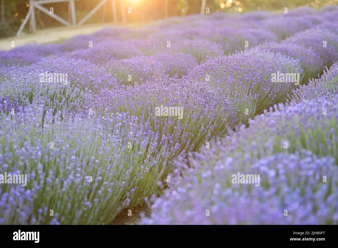Lilac sunset hi-res stock photography and images - Alamy