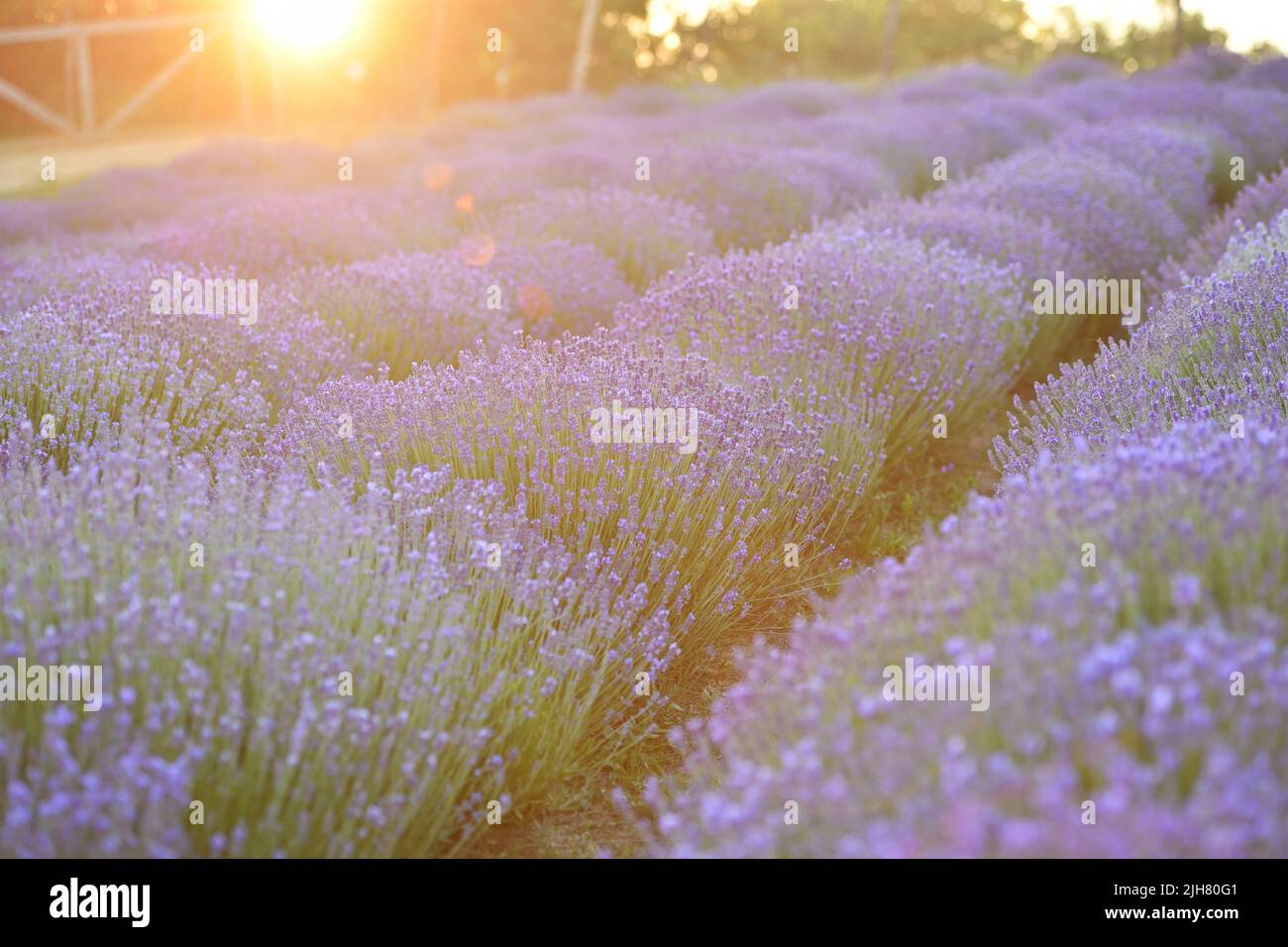 Lavender rows garden hi-res stock photography and images - Alamy