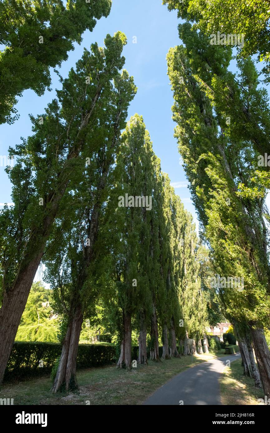 Avenue of poplar trees at Jardin du Plessis Sasnieres in the Loire ...