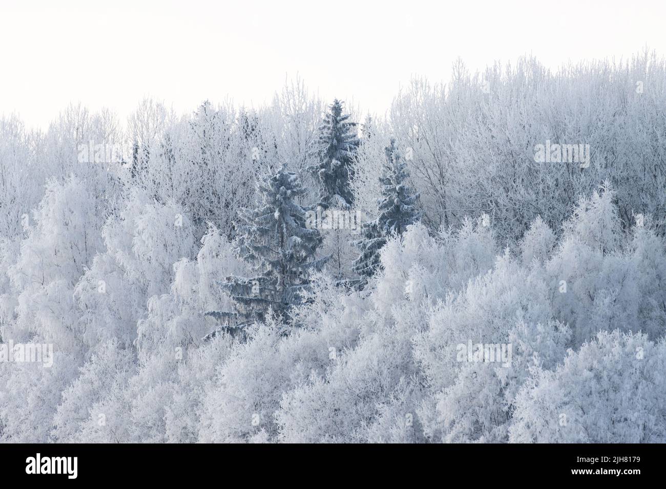 Estonian wintry forest hi-res stock photography and images - Alamy