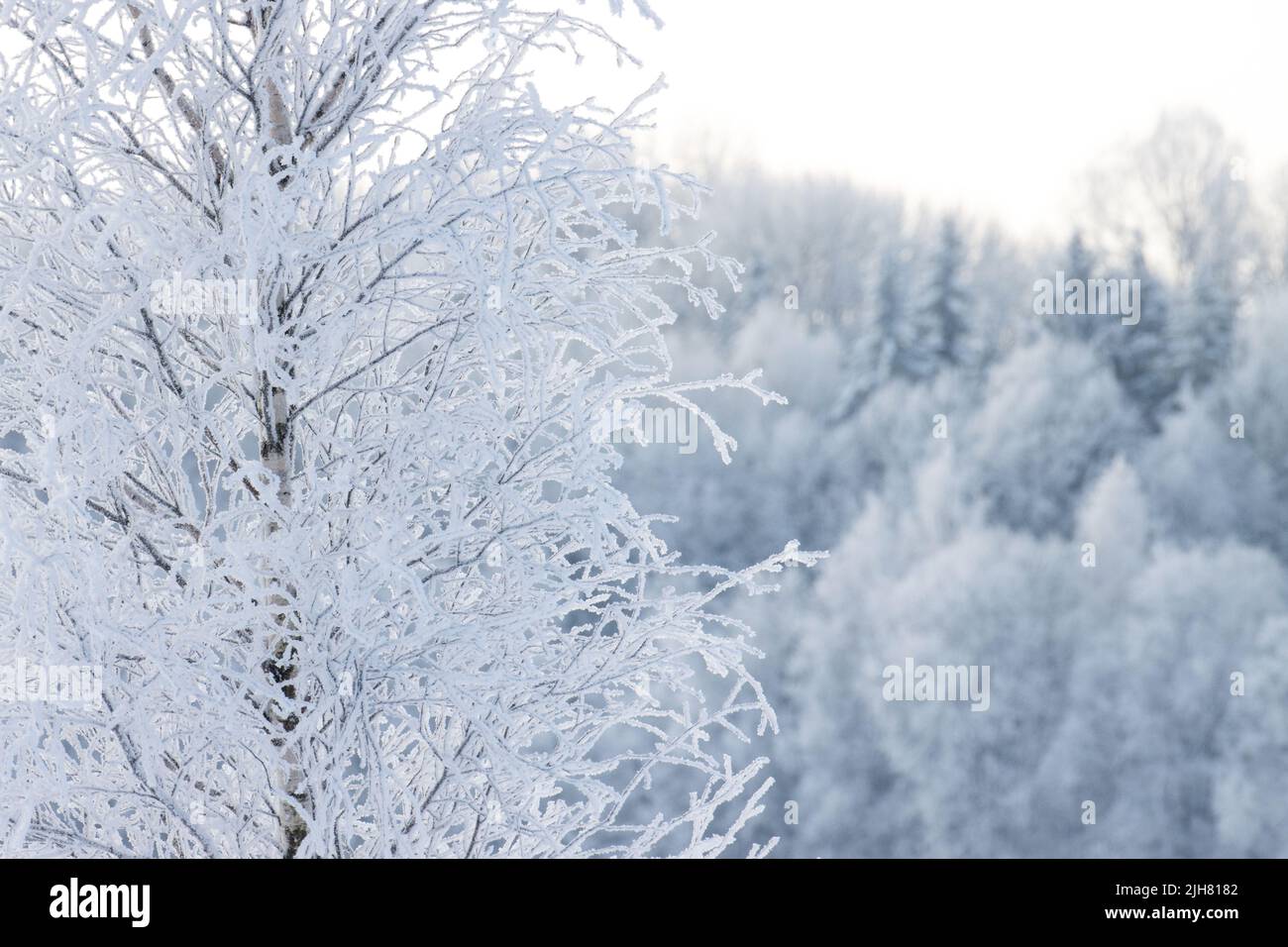 Frosty Birch branches on a cold winter day in Estonia, Northern Europe ...