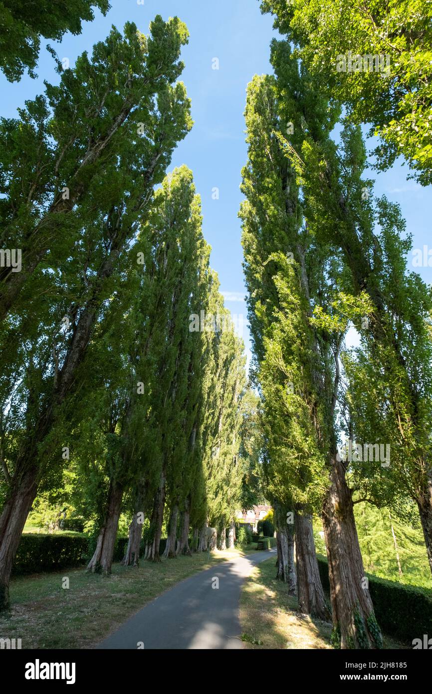 Avenue of poplar trees at Jardin du Plessis Sasnieres in the Loire ...