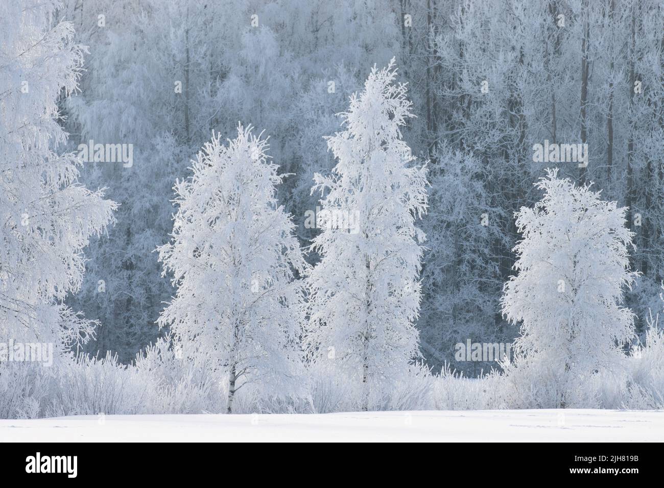 Frosty trees in winter hi-res stock photography and images - Alamy