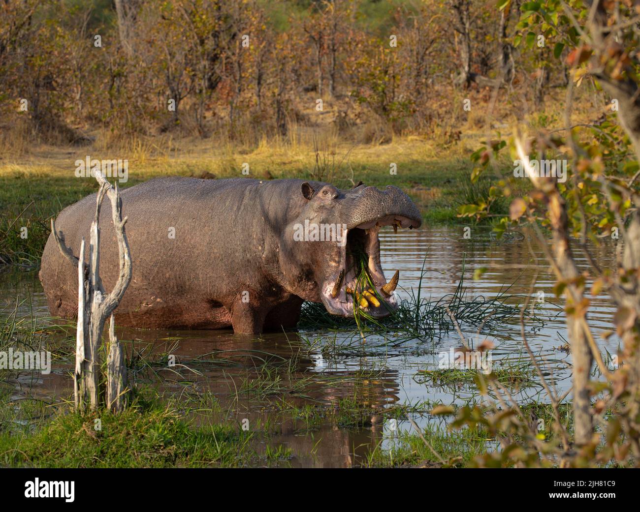 Hippopotamus amphibius moremi wildlife hi-res stock photography and ...