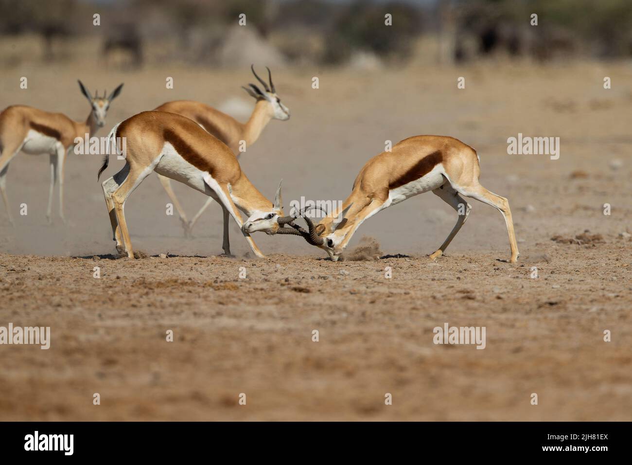 Springbok (Antidorcas marsupialis). Two bucks fighting Stock Photo - Alamy