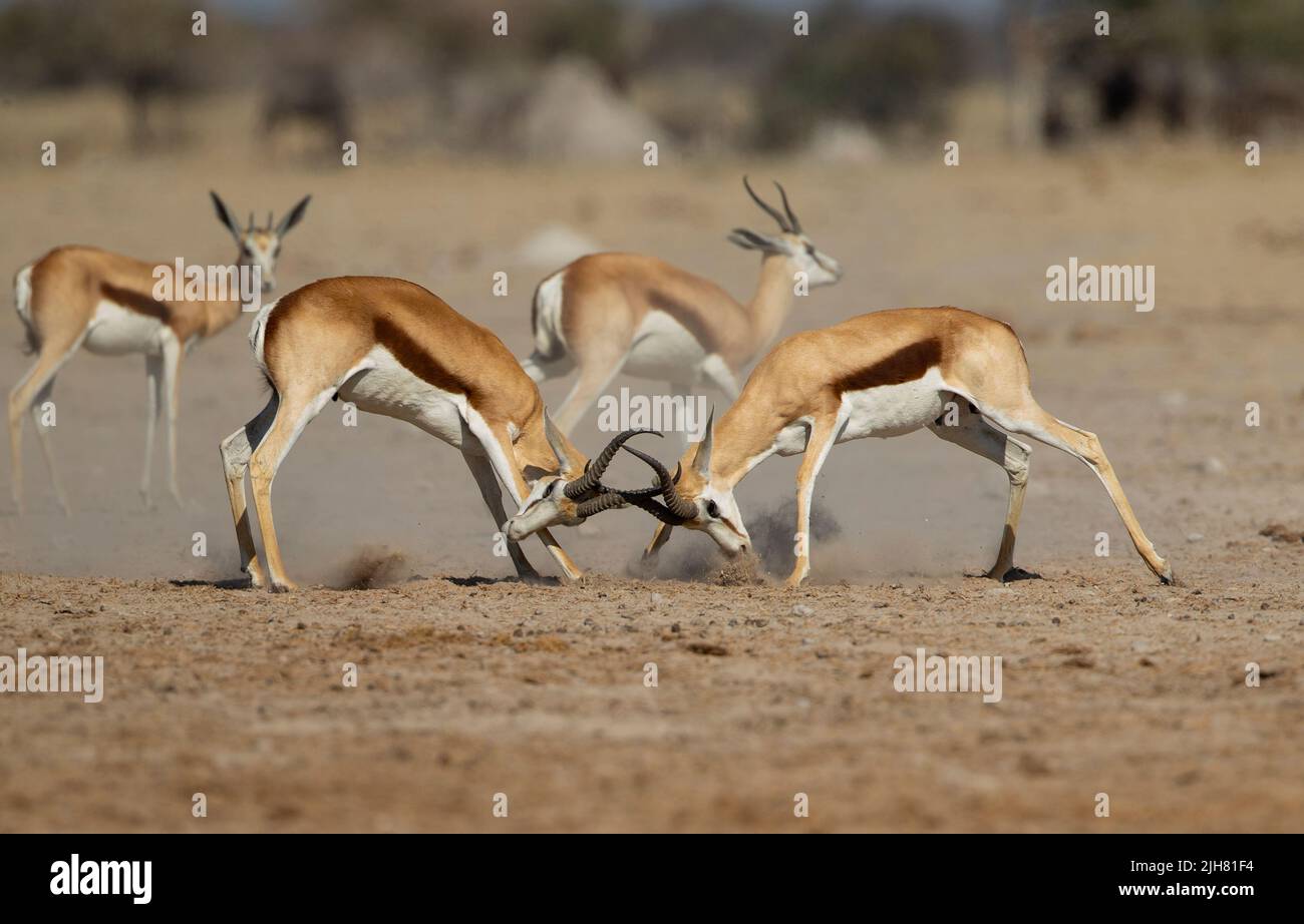 Springbok (Antidorcas marsupialis). Two bucks fighting Stock Photo - Alamy